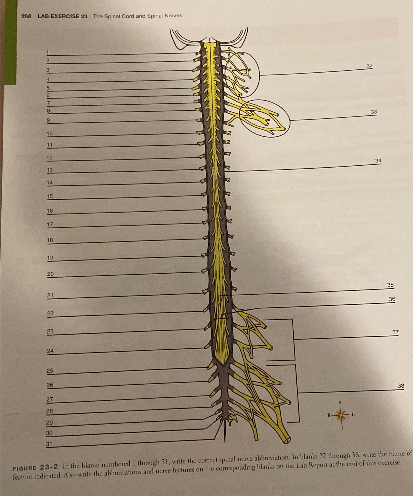 Solved 288 ﻿LAB EXERCISE 23 ﻿The Spinal Cord and Spinal | Chegg.com