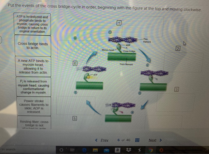 Solved Put the events of the cross bridge-cycle in order, | Chegg.com