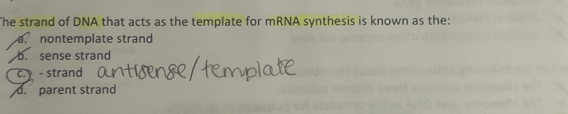 Solved The strand of DNA that acts as the template for mRNA | Chegg.com