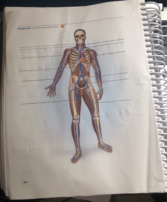 Solved AS FIGURE 47.18 Label the major systemic veins 516 | Chegg.com