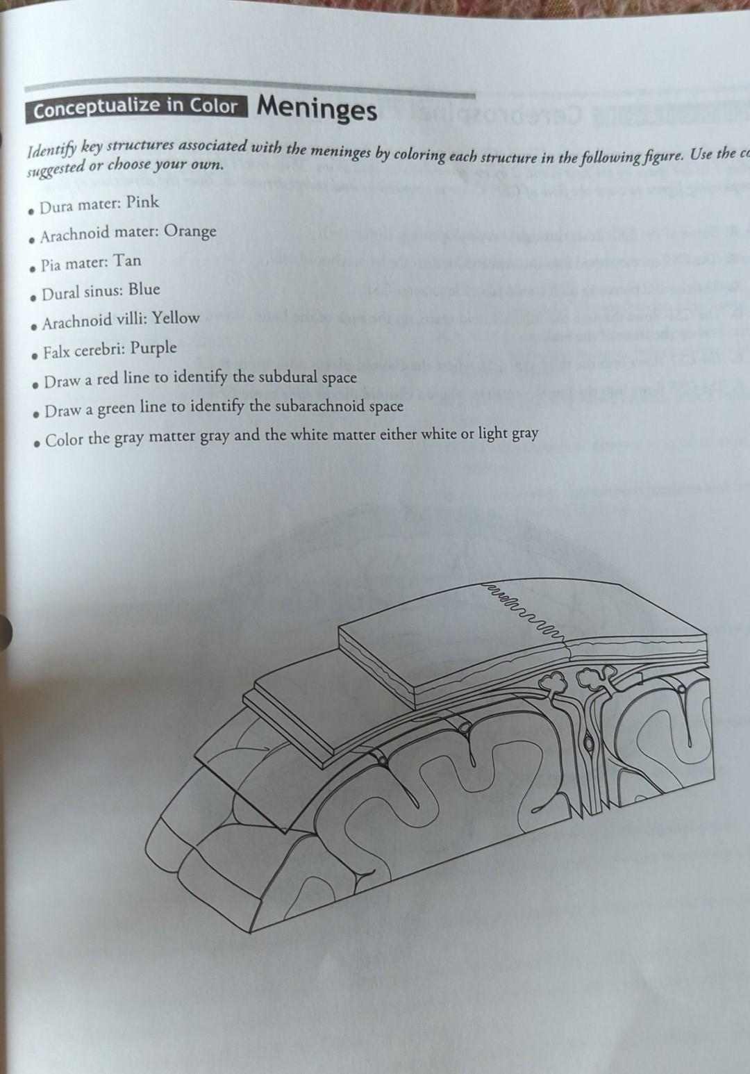 Solved Conceptualize in Color Meninges Identify key | Chegg.com