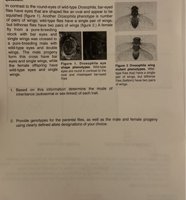 Solved часоо. In contrast to the round-eyes of wild-type | Chegg.com