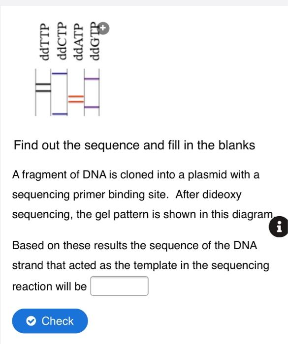 Solved ddTTP ddCTP ddATP ddGTP Find out the sequence and | Chegg.com