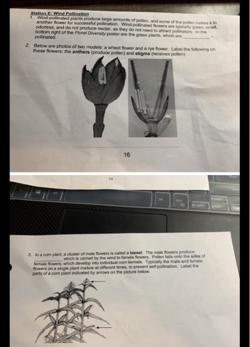 Solved Station Wind Pollination 1. Wind-pollinated plants | Chegg.com