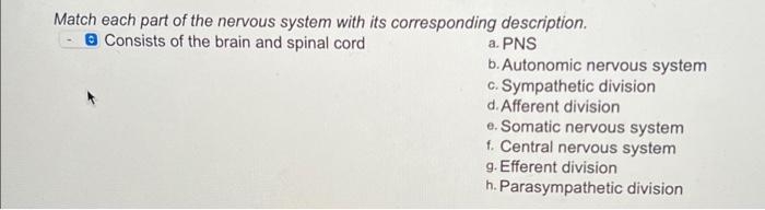 Solved Match each part of the nervous system with its | Chegg.com