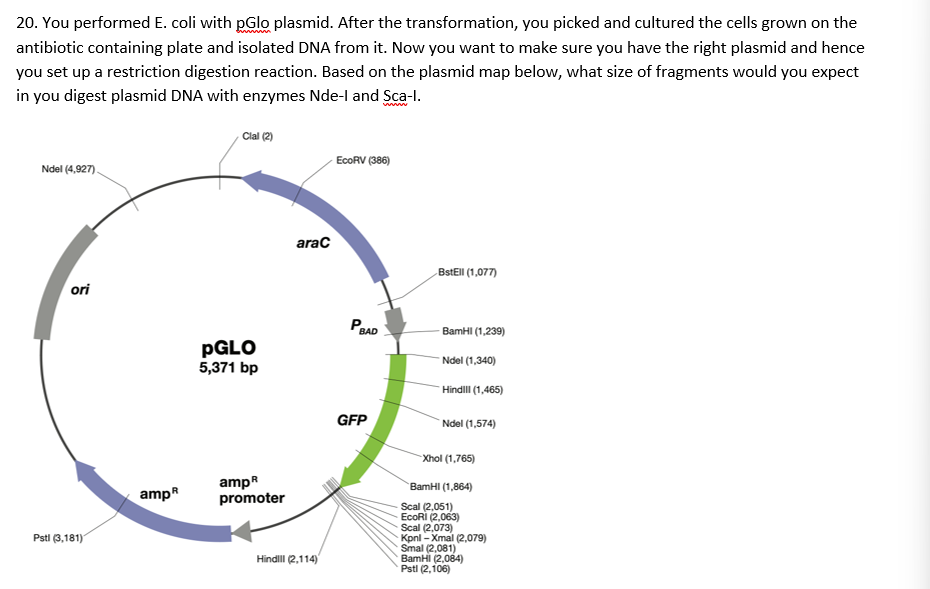 Solved 20. ﻿You performed E. ﻿coli with pGlo plasmid. After | Chegg.com