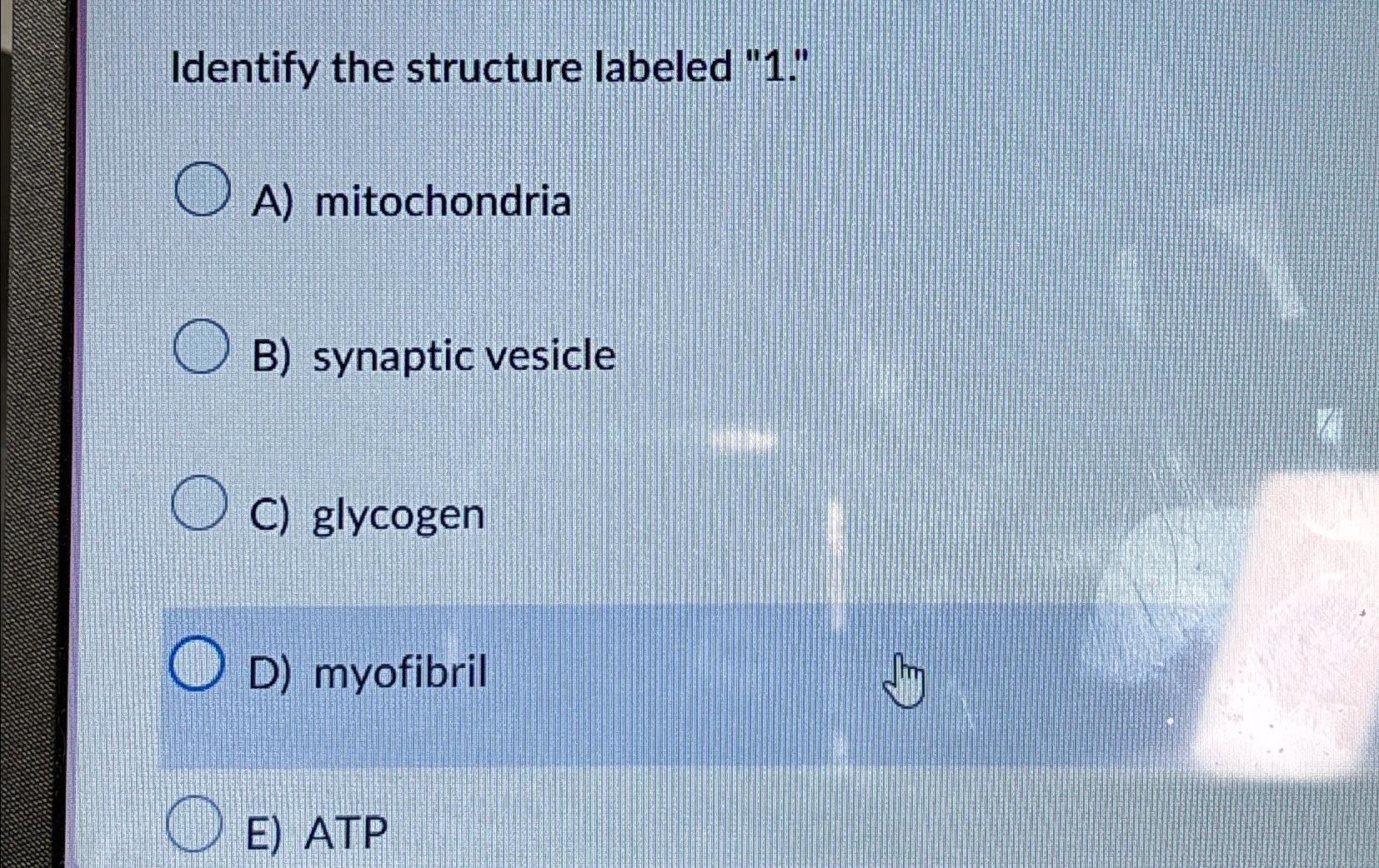 Solved Identify the structure labeled "1."A) ﻿mitochondriaB) | Chegg.com