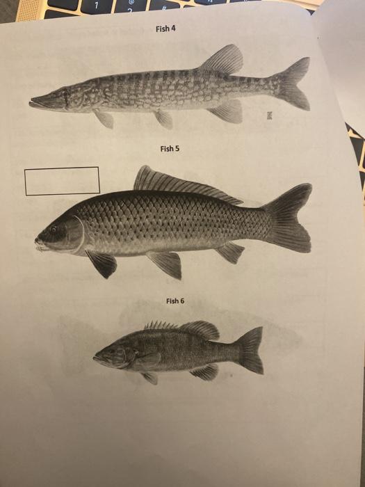 Solved Name Class Using and Making a Biological Key - Answer | Chegg.com