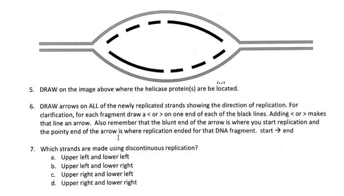 Solved 5. DRAW on the image above where the helicase | Chegg.com