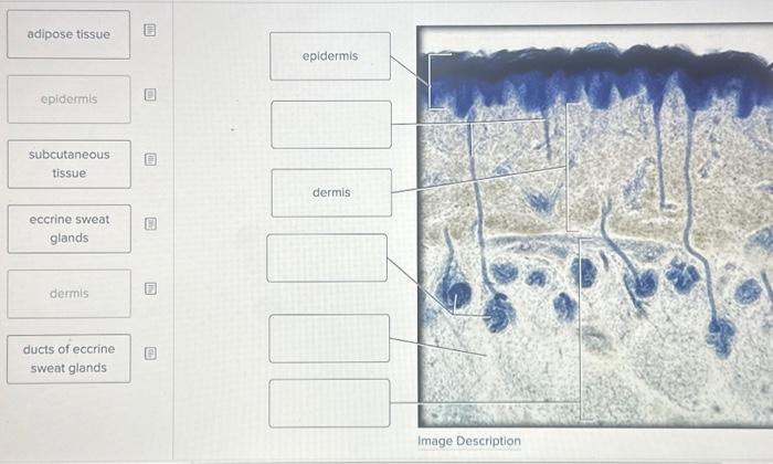 Solved label the structures of eccrine-type sweat glands. | Chegg.com Solved label the structures of eccrine-type sweat glands. | Chegg.com
