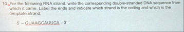 Solved For the following RNA strand, write the corresponding | Chegg.com