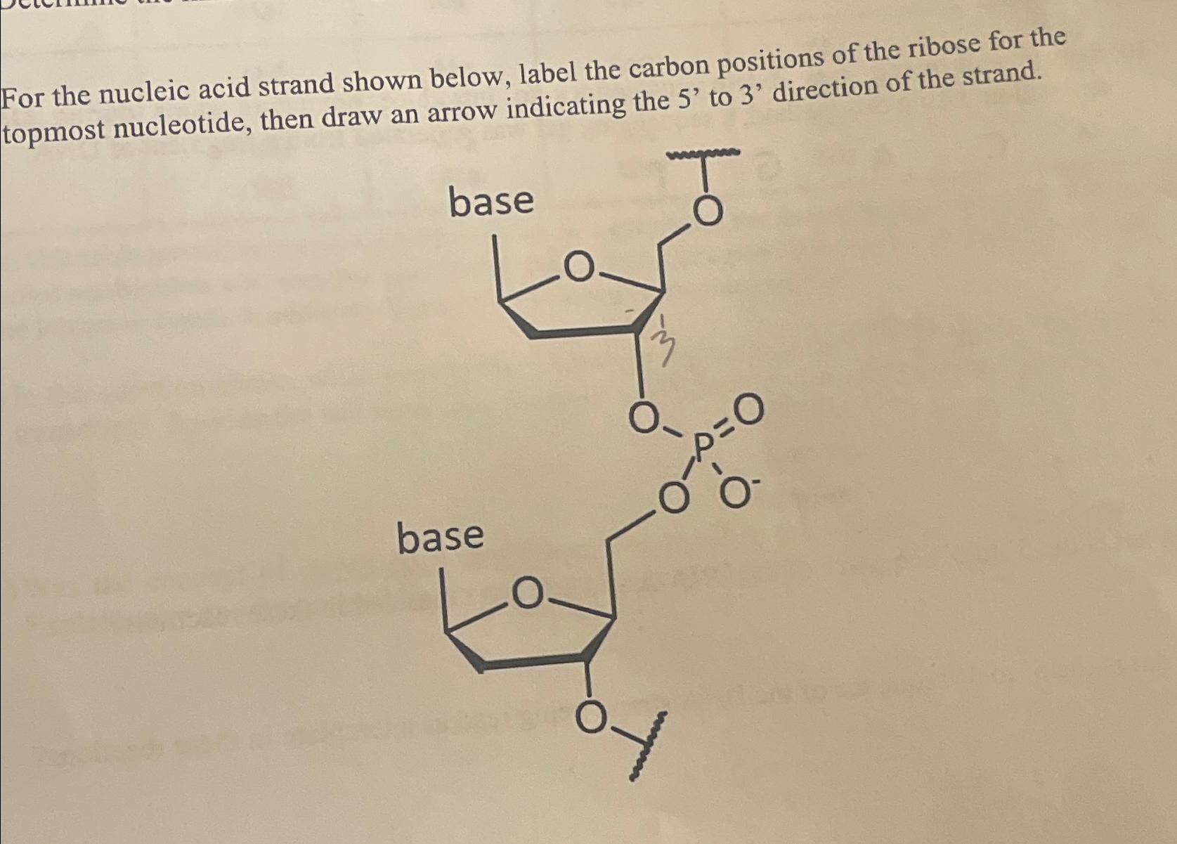 Solved For the nucleic acid strand shown below, label the | Chegg.com