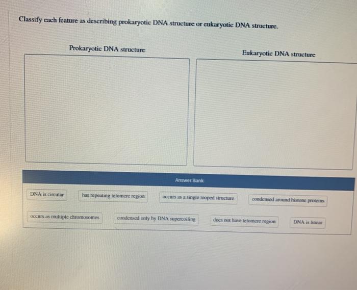Solved Classify each feature as describing prokaryotic DNA | Chegg.com