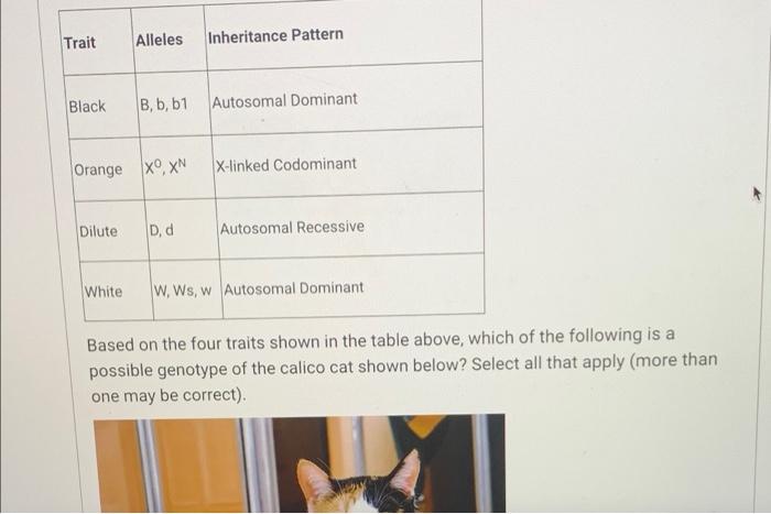 Solved Trait Alleles Inheritance Pattern Black B, b, b1 | Chegg.com