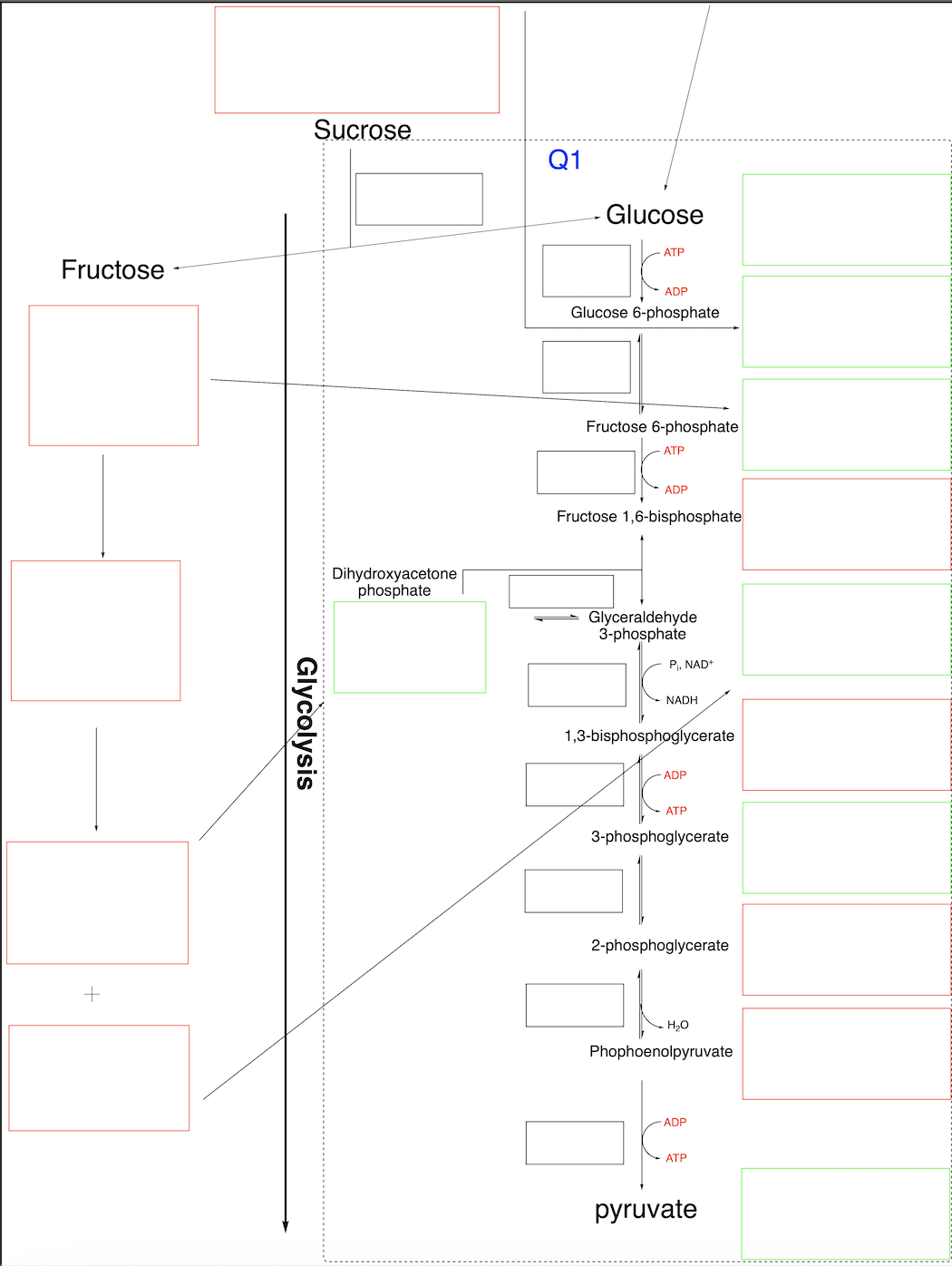 Solved Diagram the process of sucrose breakdown into glucose | Chegg.com