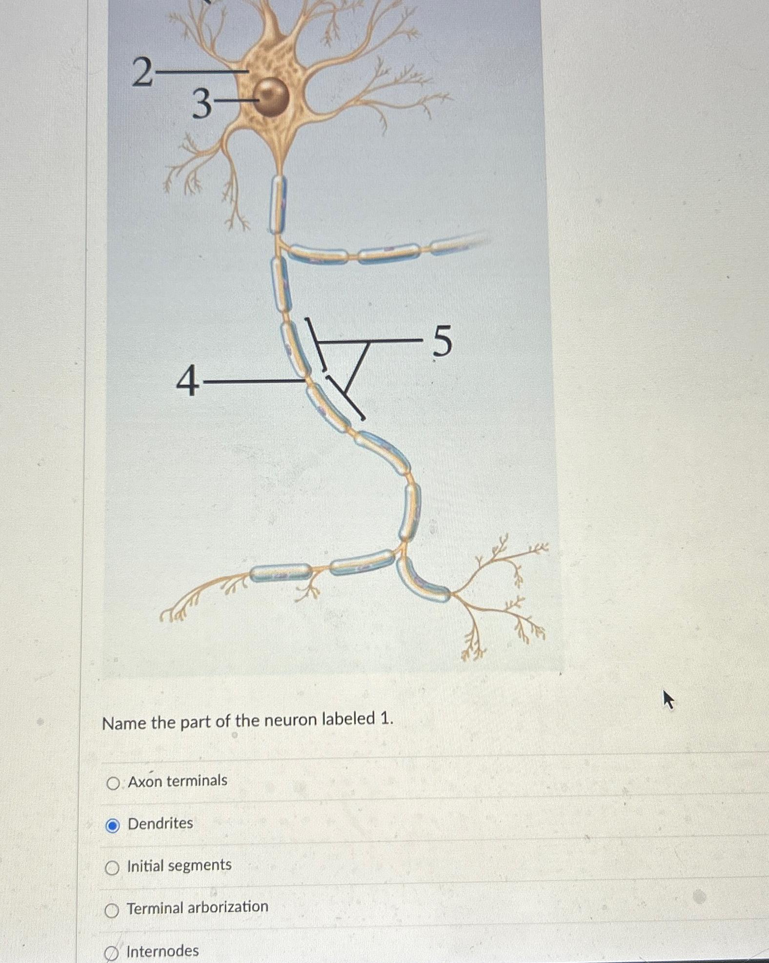 Solved Name the part of the neuron labeled 1Axón | Chegg.com