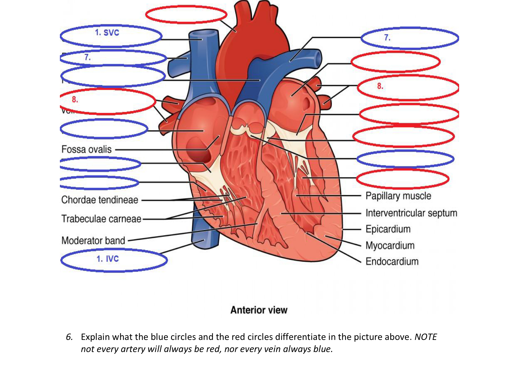 Anterior view6. ﻿Explain what the blue circles and | Chegg.com