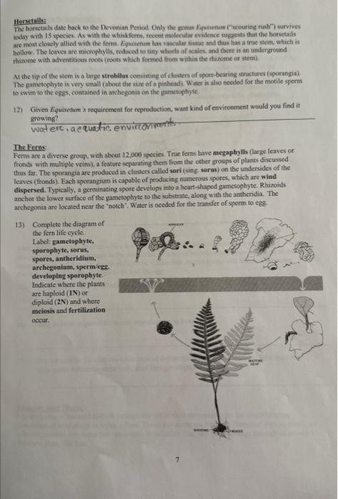 Solved II. THE NONVASCILAR I.AND PI.ANTS - THE GRVOFHYTES | Chegg.com