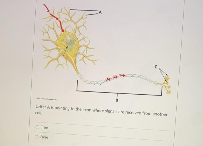 Solved What is used to pass a message into the synaptic | Chegg.com