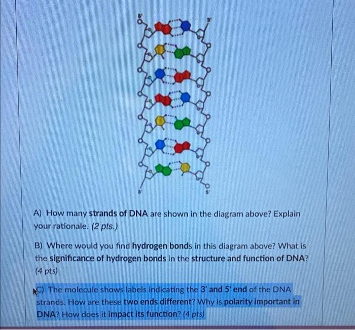 Solved A) How many strands of DNA are shown in the diagram | Chegg.com