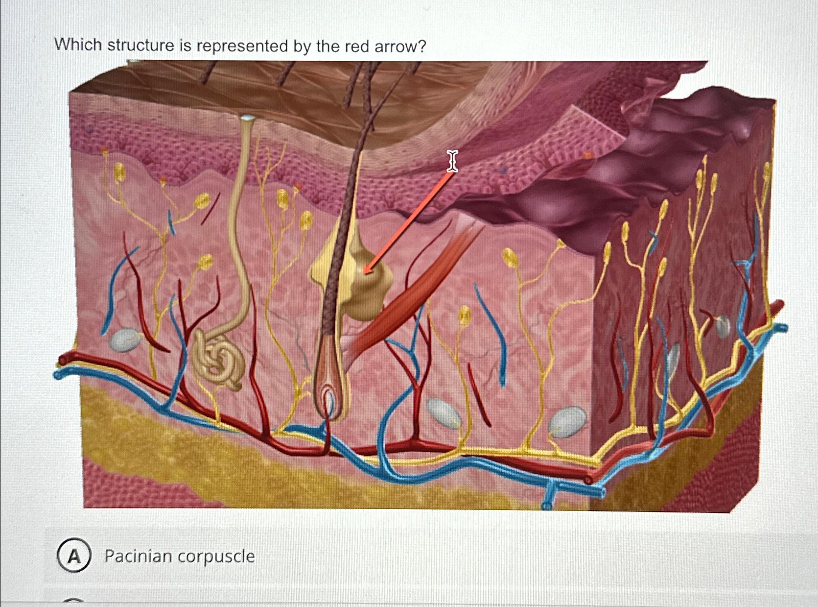 Solved Which structure is represented by the red arrow?A | Chegg.com