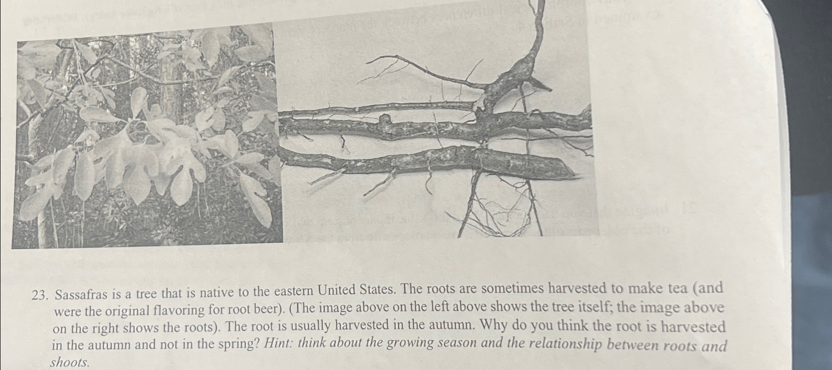Solved Sassafras is a tree that is native to the eastern | Chegg.com