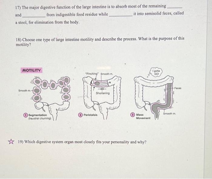Solved 17) The major digestive function of the large | Chegg.com