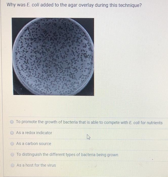 Solved Why was E. coli added to the agar overlay during this | Chegg.com