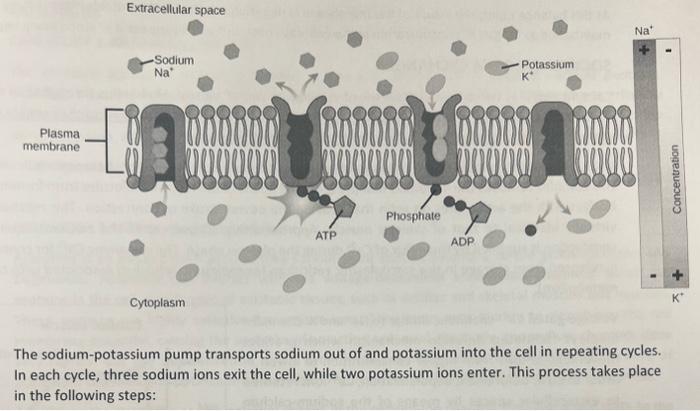 Solved SODIUM-POTASSIUM PUMP One of the most important pumps | Chegg.com