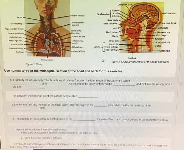 Solved Cribriform plate Nasal meatuses Thyroid cartilage | Chegg.com