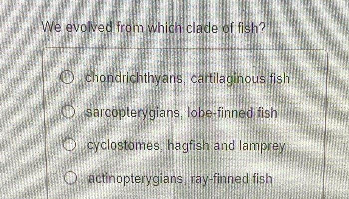 Solved We evolved from which clade of fish? o | Chegg.com