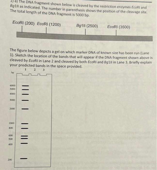 Solved 1) a) The DNA fragment shown below is cleaved by the | Chegg.com