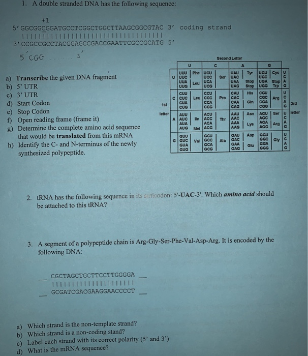 Solved 1. A double stranded DNA has the following sequence: | Chegg.com