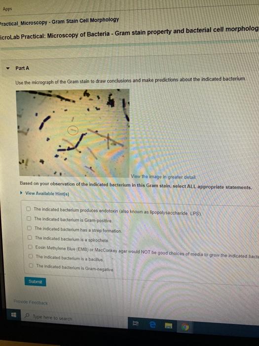 Solved Apps Practical_Microscopy - Gram Stain Cell | Chegg.com