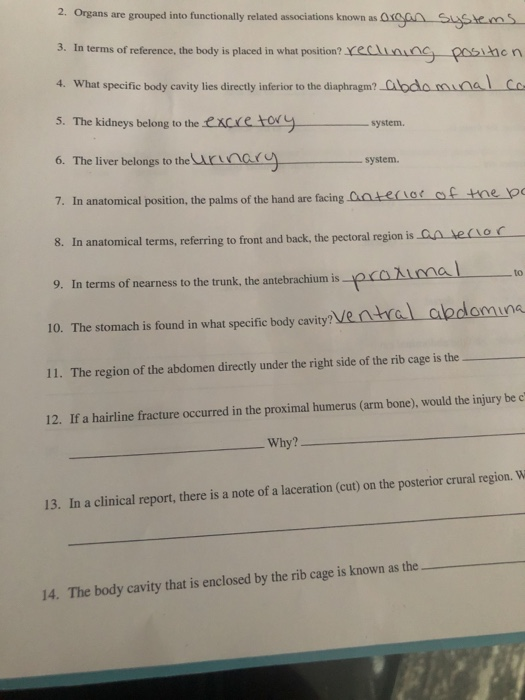 Solved 2. Organs are grouped into functionally related | Chegg.com