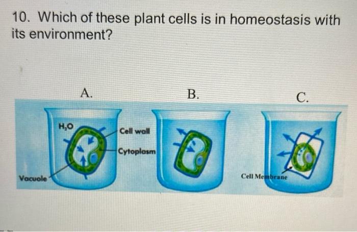Solved 10. Which of these plant cells is in homeostasis with | Chegg.com
