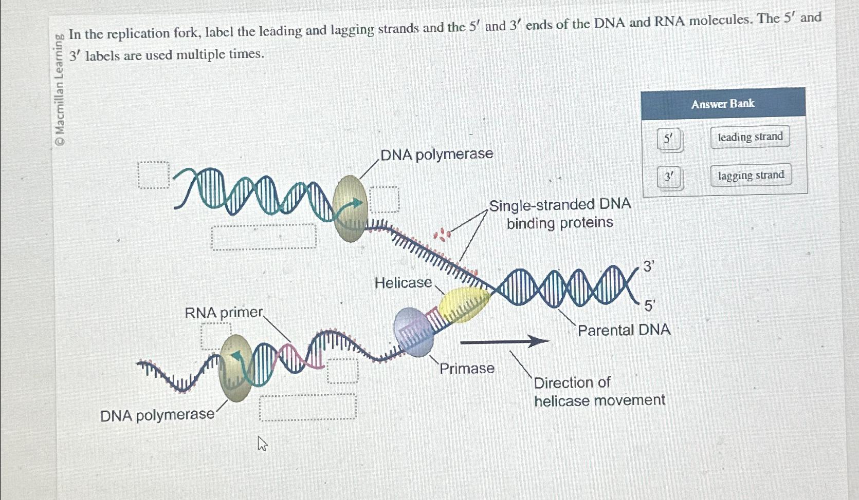 Solved mo In the replication fork, label the leading and | Chegg.com