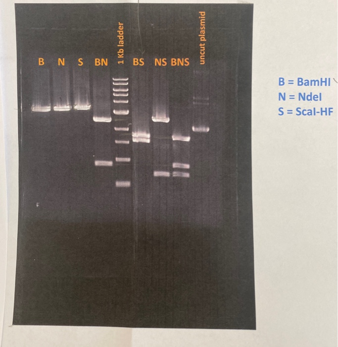 Solved 1 Kb ladder uncut plasmid B NSBN BS NS BNS B = BamHI | Chegg.com