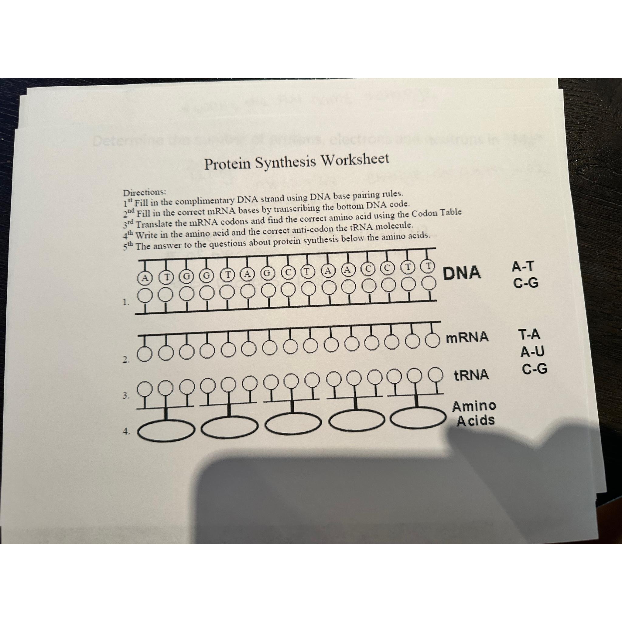 Solved Protein Synthesis WorksheetDirections:1st ﻿Fill in | Chegg.com