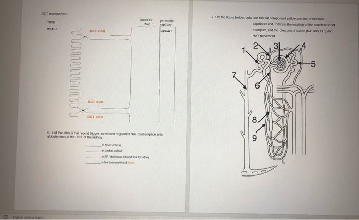 Solved Urinary System Worksheet 1. Excretion- Filtration: 1 | Chegg.com