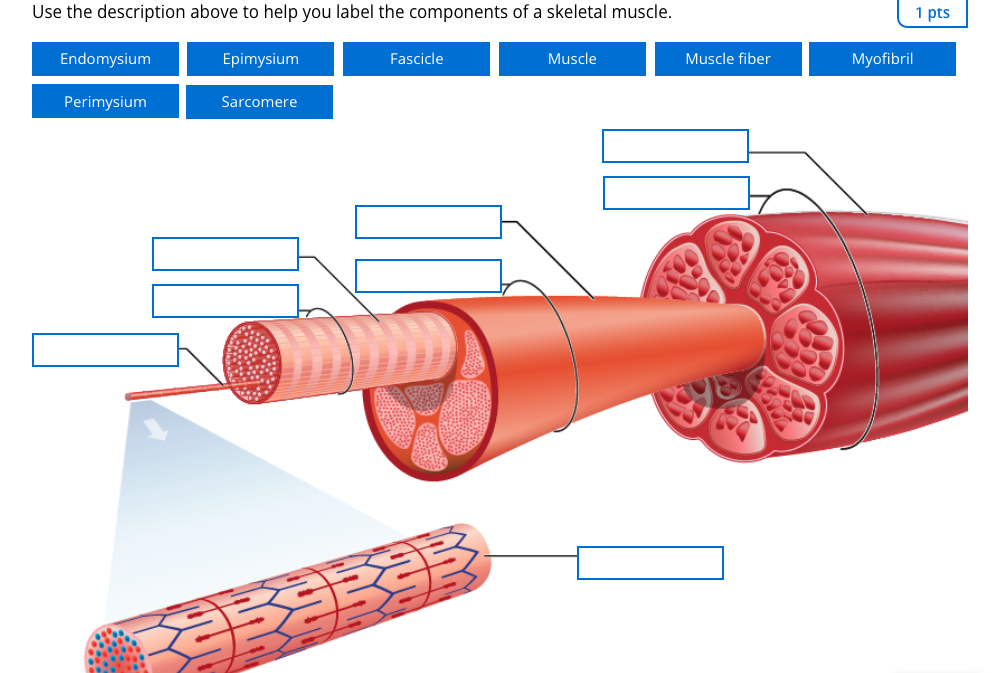 Solved Label the components of a skeletal muscle | Chegg.com