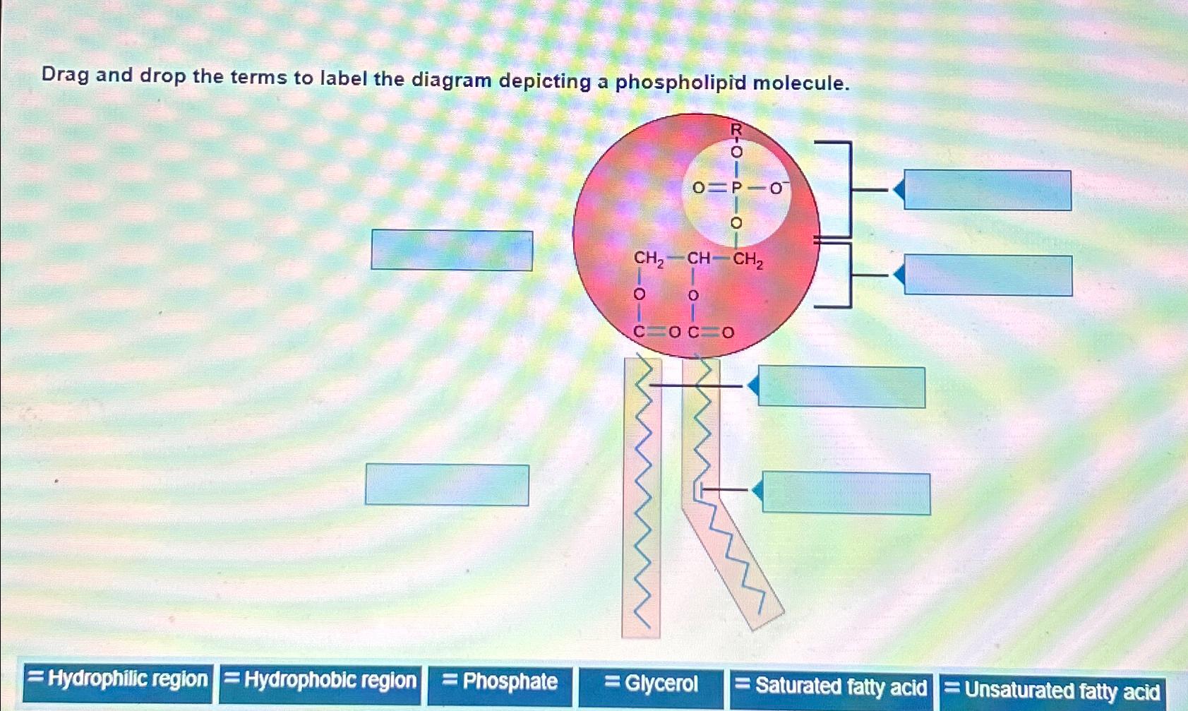 Solved Drag and drop the terms to label the diagram | Chegg.com