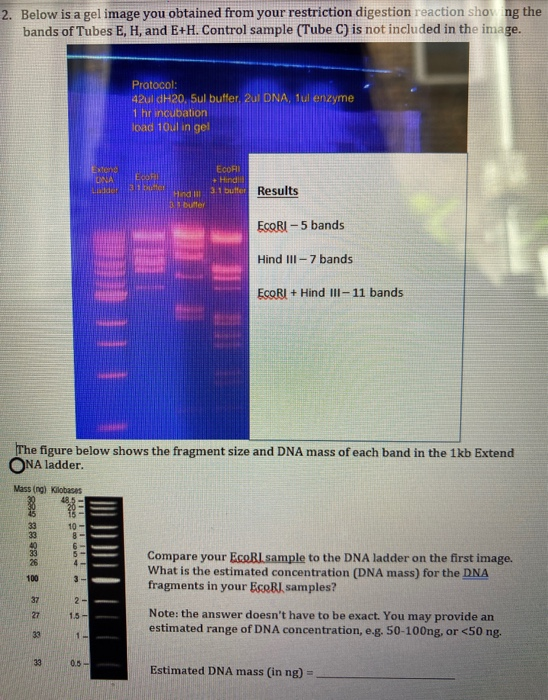 The figure below shows a fragment size and DNA mass | Chegg.com