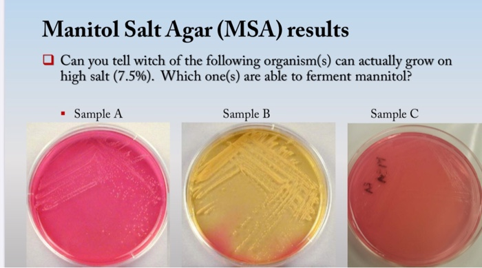 Solved Manitol Salt Agar (MSA) results Can you tell witch of | Chegg.com