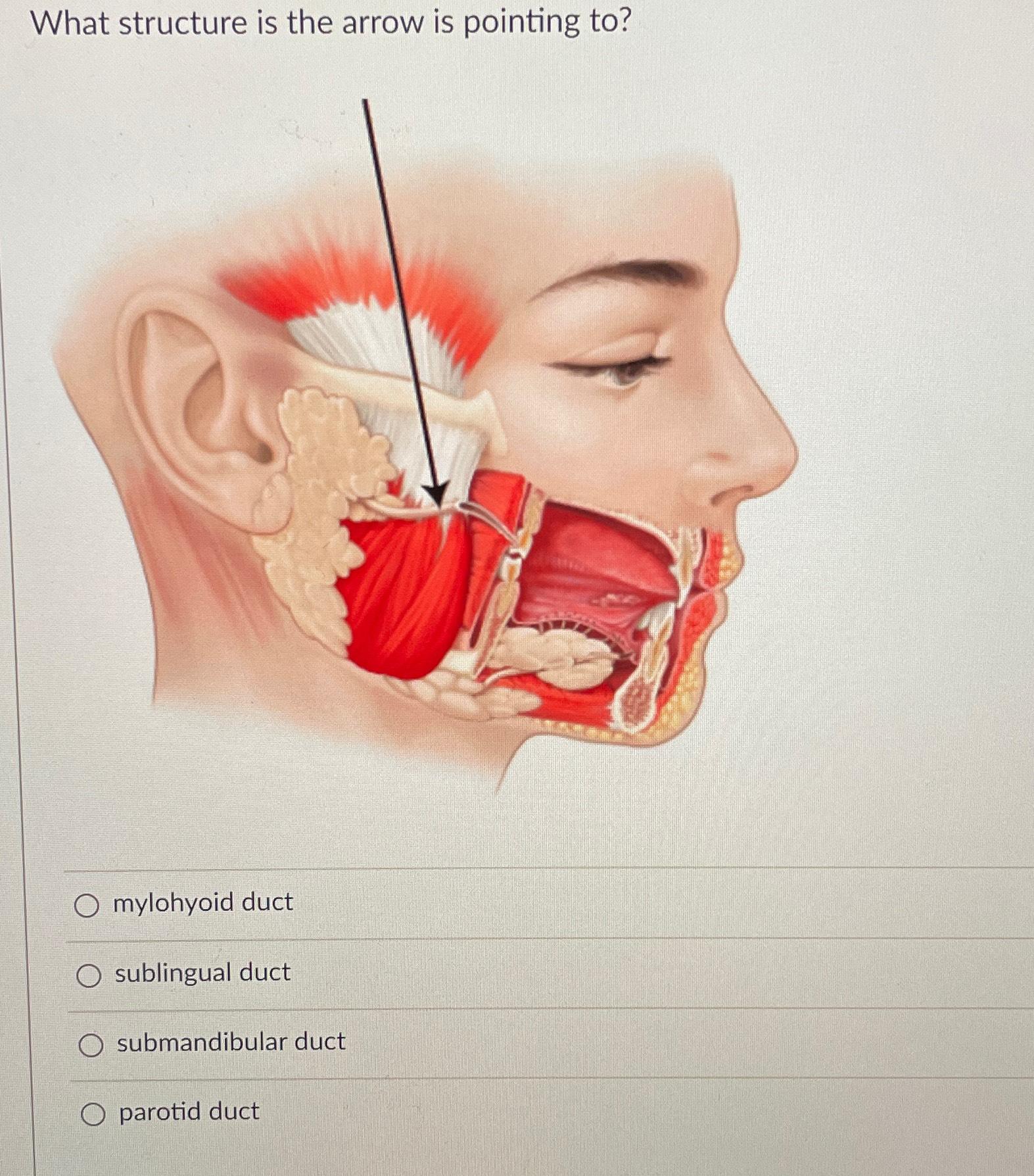 Solved What structure is the arrow is pointing to?mylohyoid | Chegg.com