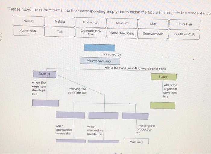 Solved Please move the correct terms into their | Chegg.com