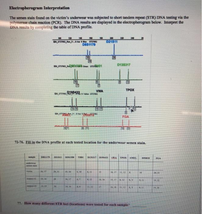 Electropherogram Interpretation The semen stain found | Chegg.com