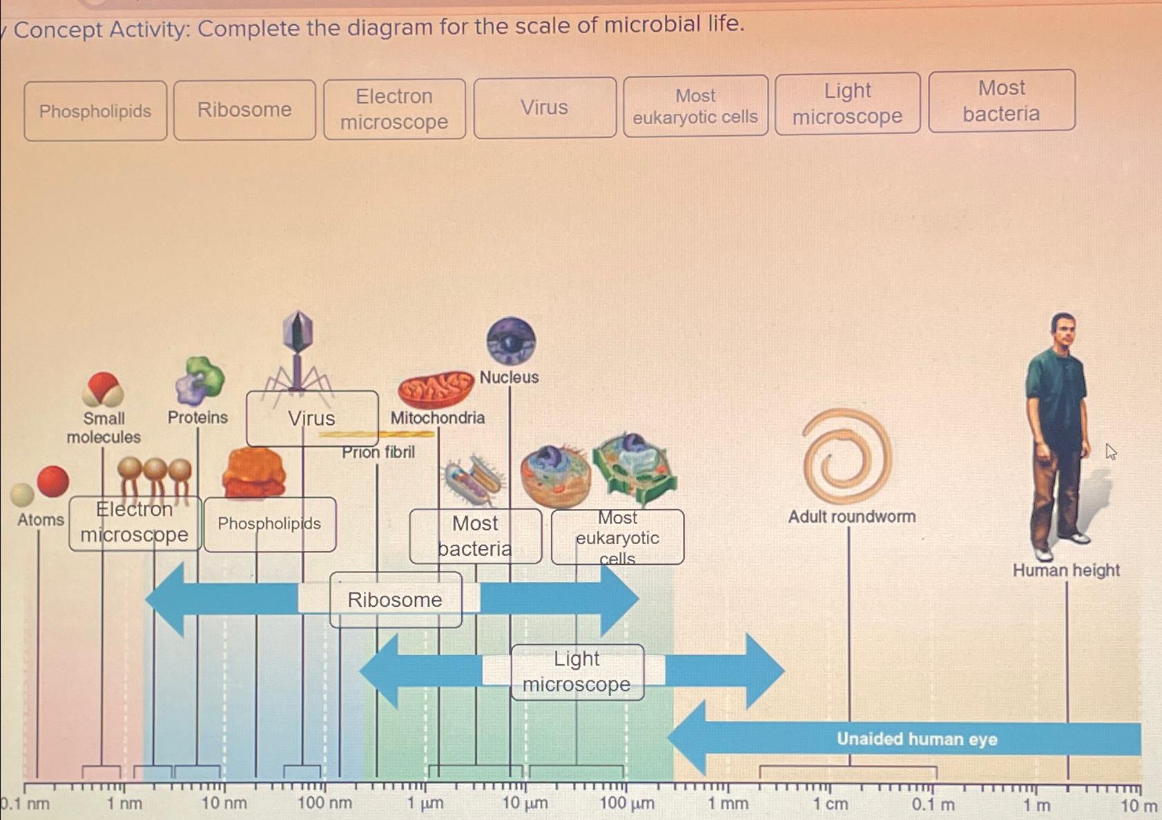 Solved Concept Activity: Complete the diagram for the scale | Chegg.com