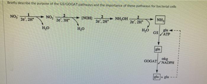 Solved Briefly describe the purpose of the GS/GOGAT pathways | Chegg.com