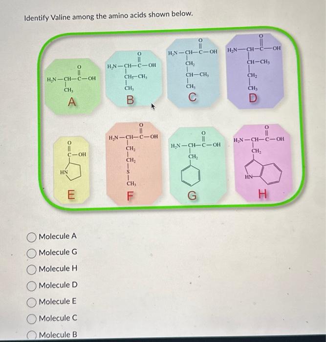 Solved Identify Valine among the amino acids shown below. | Chegg.com